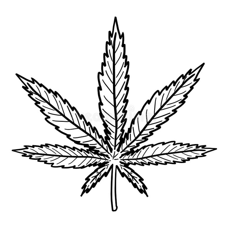 Marijuana leaf drawing stock vector. Illustration of hemp - 177365912