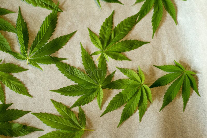 Marijuana leaf stock photo. Image of food, herb, medical - 95526232