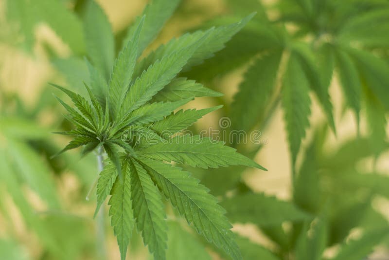 Marijuana leaf stock photo. Image of gamja, medical, backing - 95526358