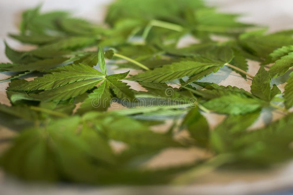 Marijuana leaf stock image. Image of marijuana, drug - 95526359