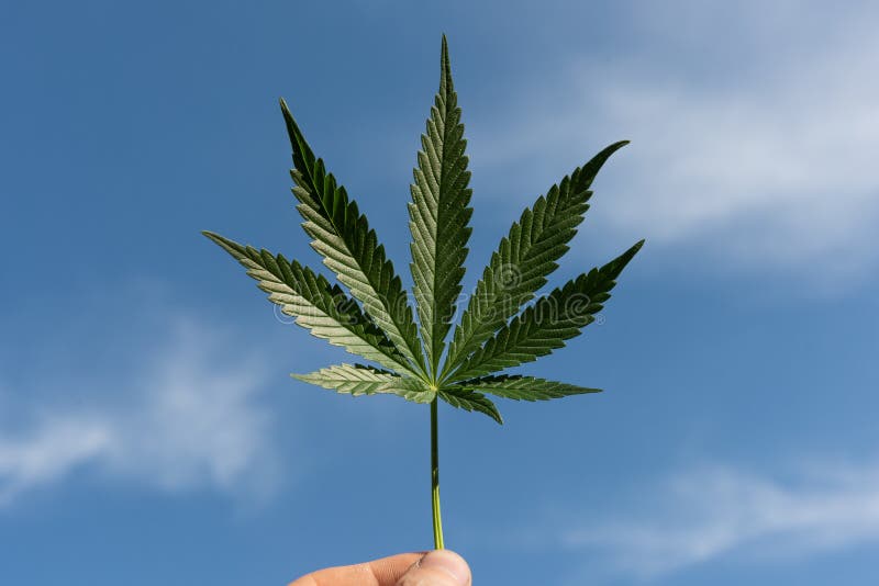 Marijuana leaf with hand stock image. Image of white - 135425295