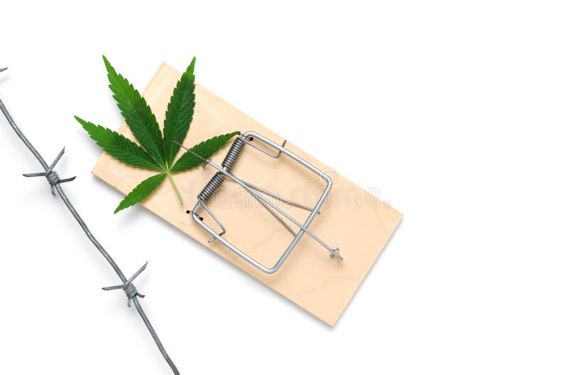 Marijuana Leaf, Hemp in Mousetrap and Barbed Wire on White Background ...