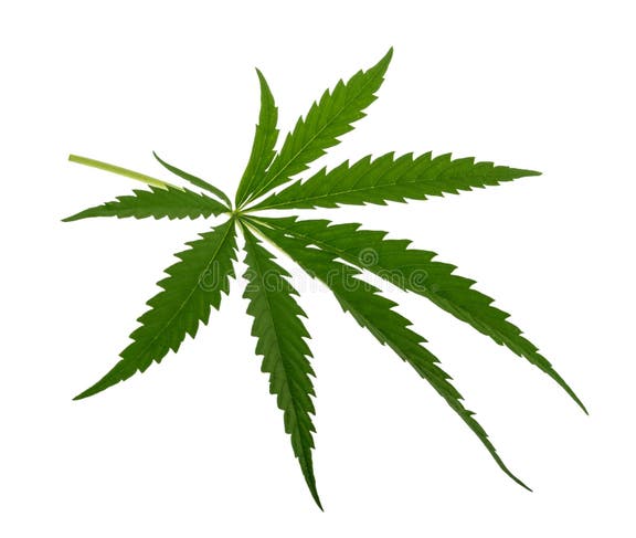 Marijuana Leaf Isolated on White without Shadow Stock Image - Image of ...