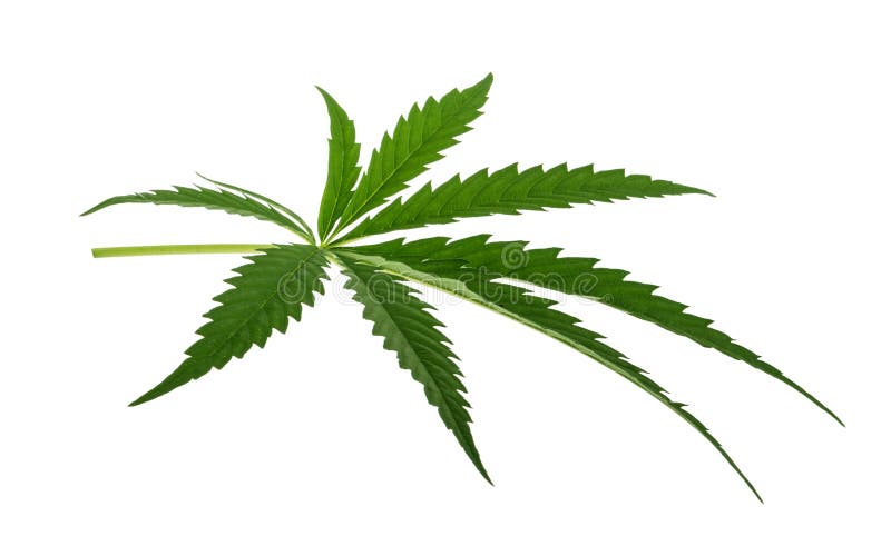 Marijuana Leaf Isolated on White without Shadow Stock Photo - Image of ...