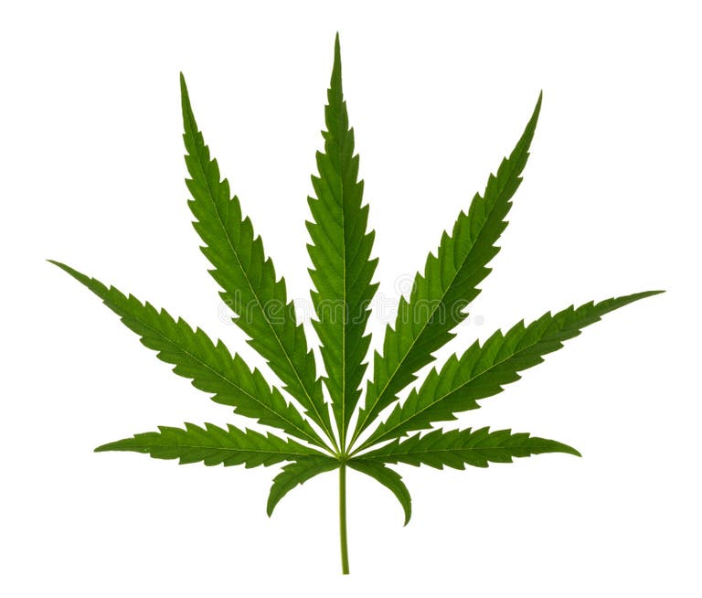 Marijuana Leaf Isolated on White without Shadow Stock Image - Image of ...