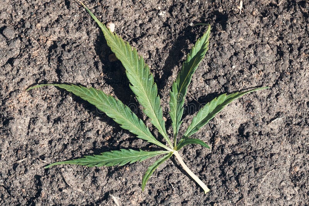 Marijuana Leaf Lying on the Ground Light Tinted, Fallen Leaf in the ...