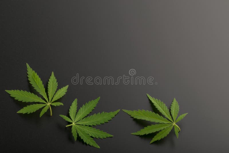 Marijuana Leaf Top View Flat Lay Stock Photo - Image of copy, foliage ...
