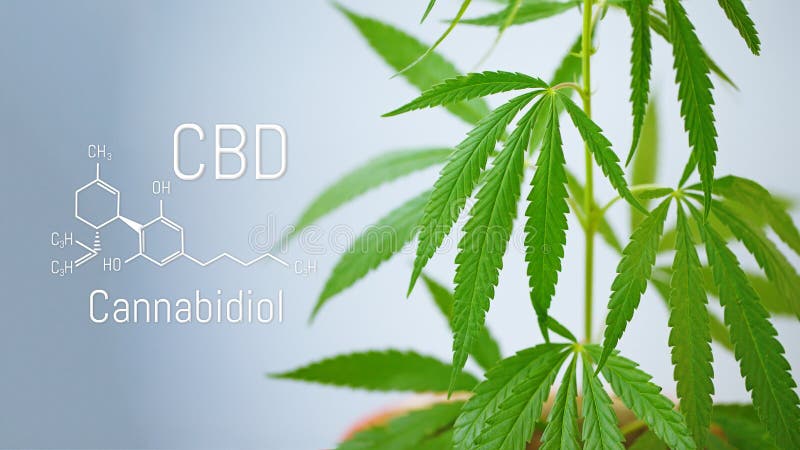 Marijuana Leaves with CBD Chemical Structure, CBD Cannabis Formula ...