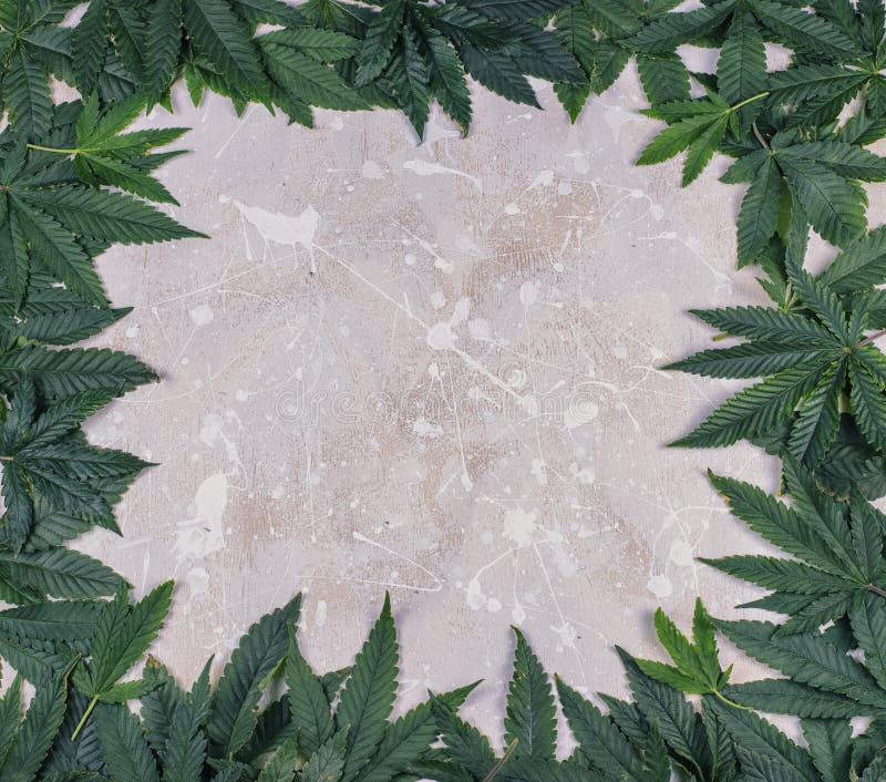 Marijuana leaves frame stock image. Image of herbs, cannabis - 77728365