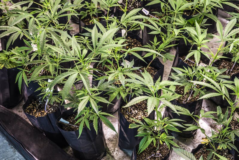 Marijuana for Medical Purposes Stock Photo - Image of green, hash: 80031776