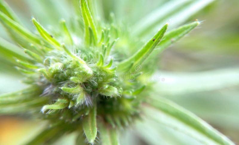 Marijuana natural close-up stock photo. Image of hemp - 94694756