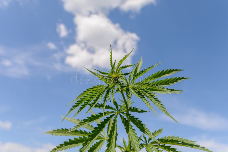 Marijuana at Outdoor Air Cannabis Farm Field Stock Image - Image of ...