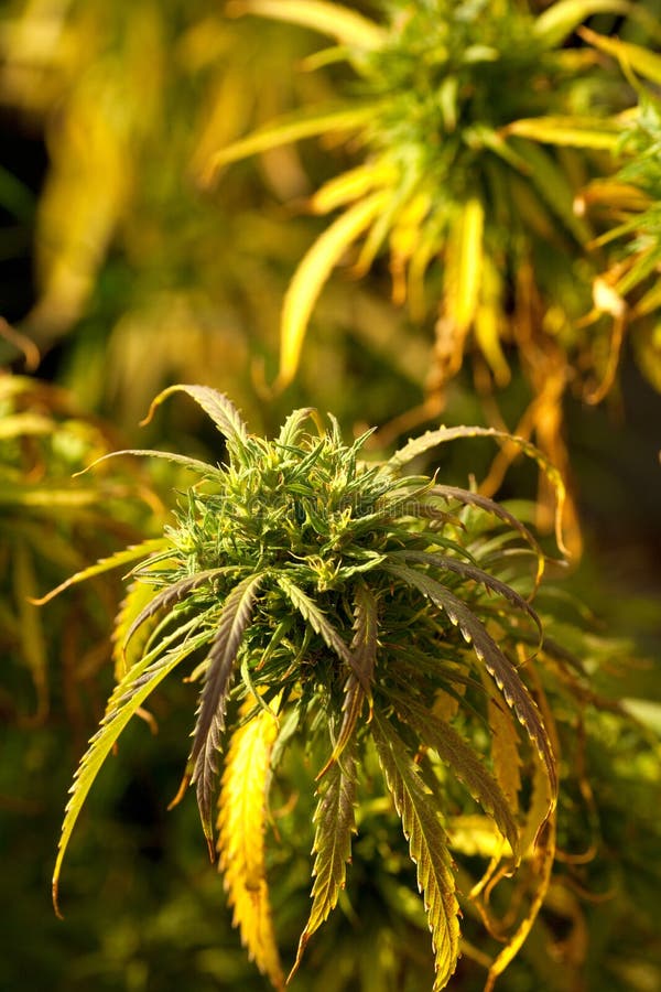 Marijuana plant stock image. Image of flower, leaf, addiction - 13177743