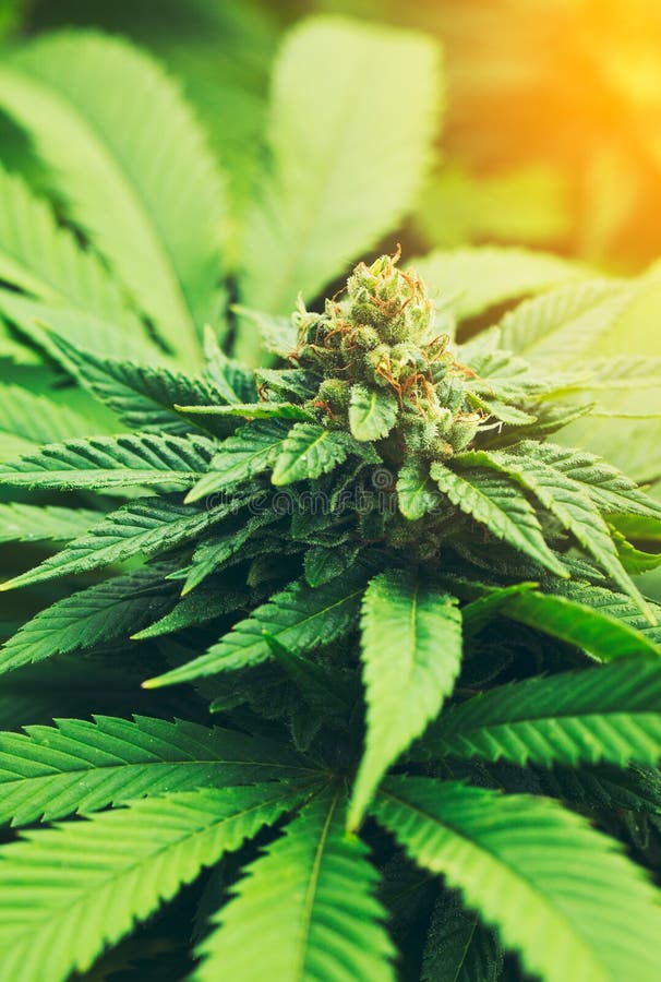 Marijuana Plant Flowering Outdoor Stock Image - Image of hemp, grow ...