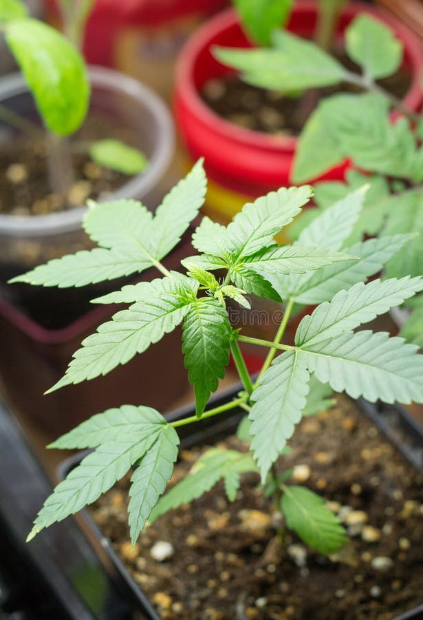 Marijuana Plant Growing Indoor Stock Photo - Image of illegal, drug ...