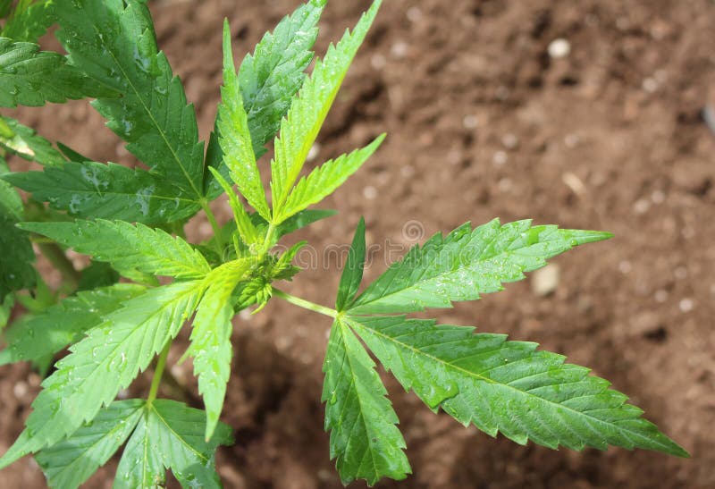 Marijuana Plant Growing after a Rainfall Stock Photo - Image of bush ...