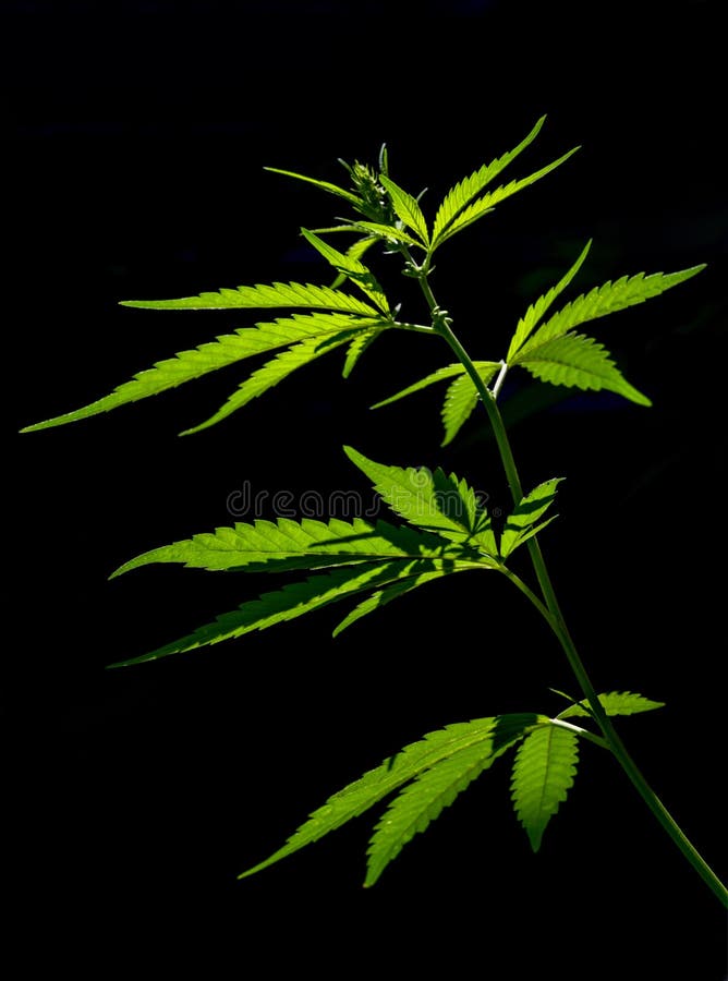 The Marijuana Plant is Isolated on a Dark Background. the Texture of ...