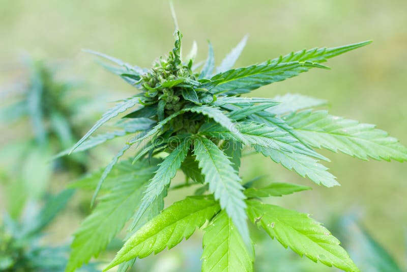 Marijuana plant leaves stock image. Image of addictive - 95548197