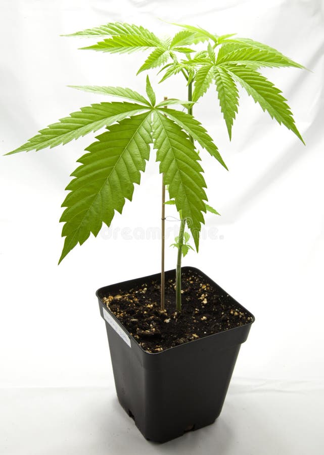 Marijuana plant stock photo. Image of illegal, addiction - 40148278