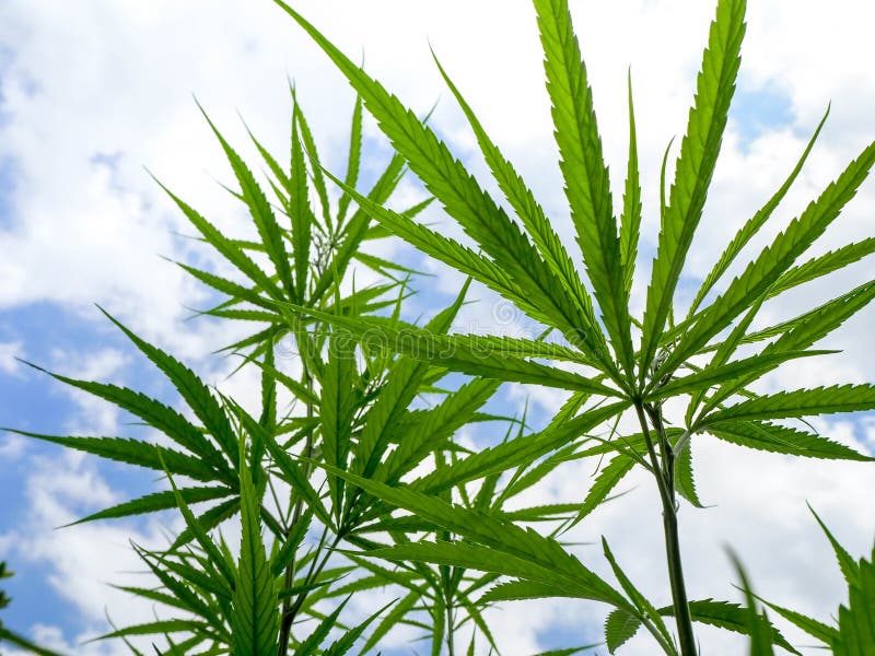 Cannabis on with Sky Background. Stock Photo - Image of herbal, ganja ...