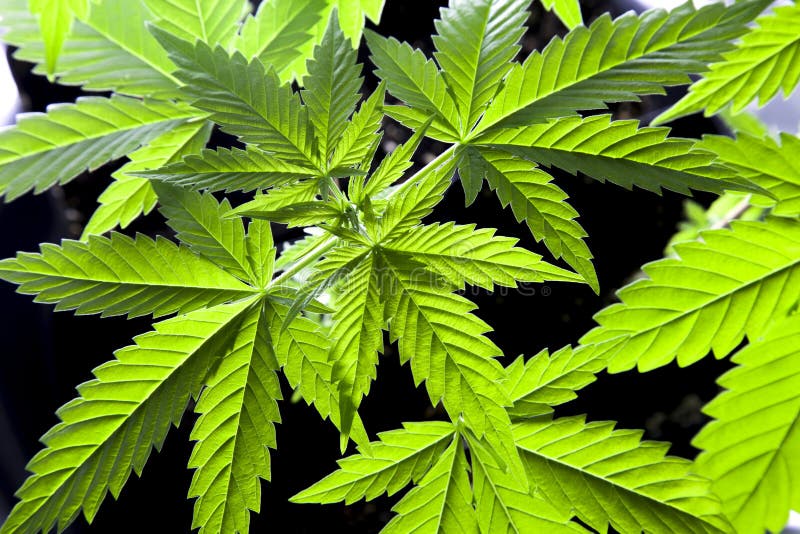 Marijuana plants stock image. Image of cultivation, drugs - 40149057