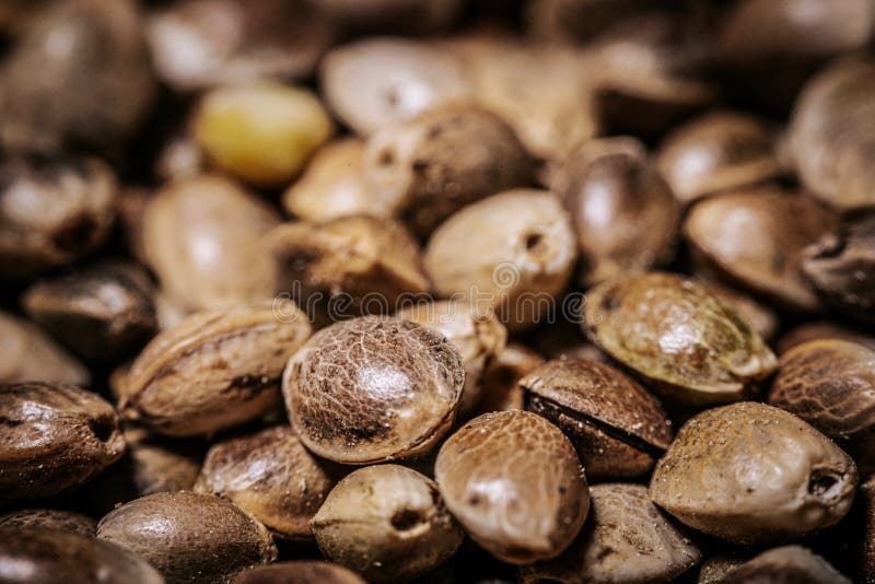 Marijuana Seeds in a Big Pile. Hemp Seeds Stock Image - Image of ...