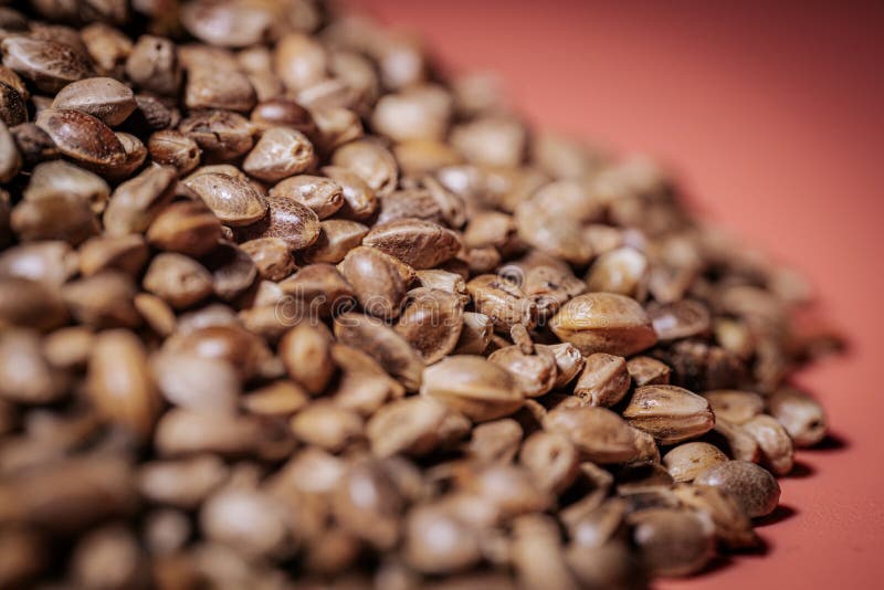 Marijuana Seeds in a Big Pile. Hemp Seeds Stock Image - Image of drug ...