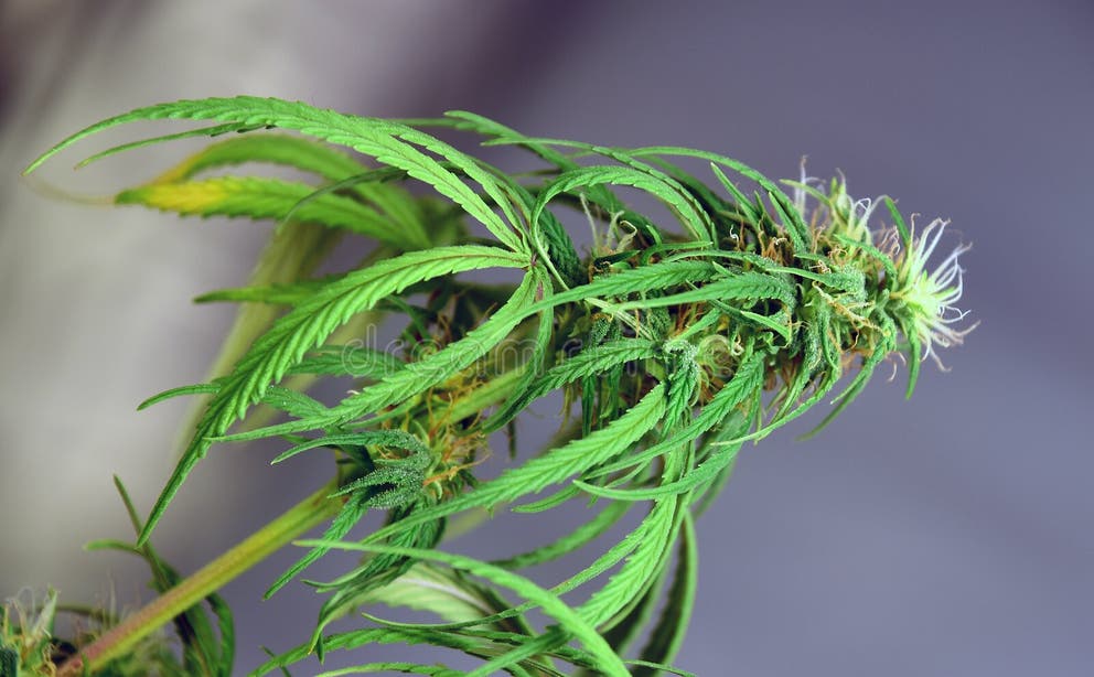 Marijuana small bloom stock photo. Image of female, blooming - 68736394