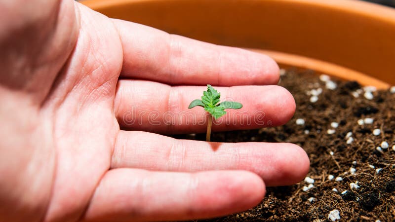 Marijuana Sprout in the Ground Close-up Stock Image - Image of soil ...