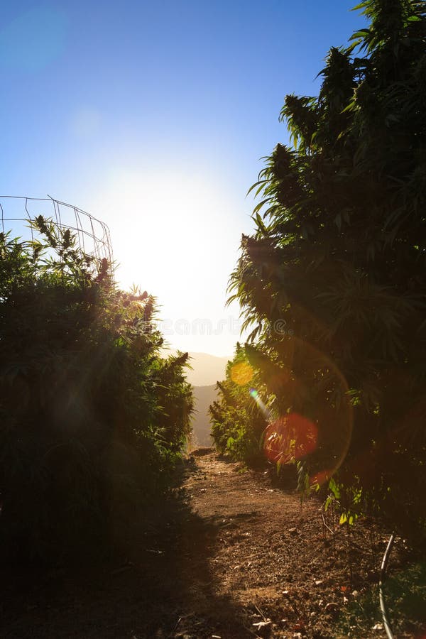 Marijuana sunset stock photo. Image of flower, cannabis - 90667724