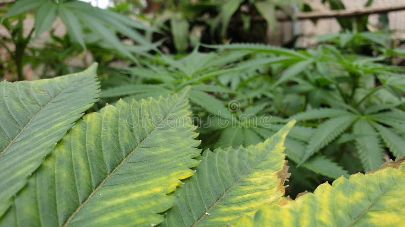 Marijuana Table of Leaf stock photo. Image of deficiency - 157095334