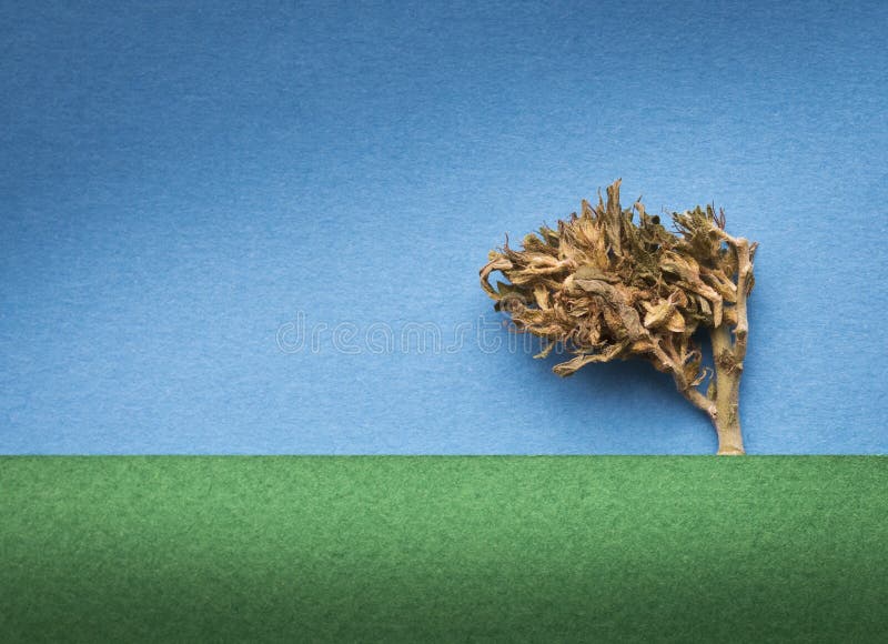 Marijuana tree landscape stock photo. Image of medical - 29140414