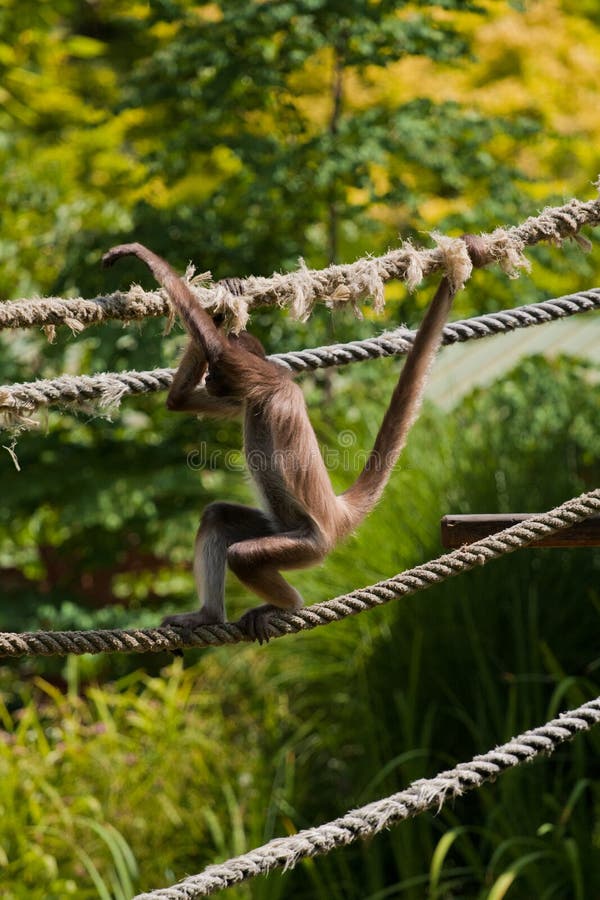 Young Capuchin Monkey Swinging on a Rope Stock Image - Image of branch ...