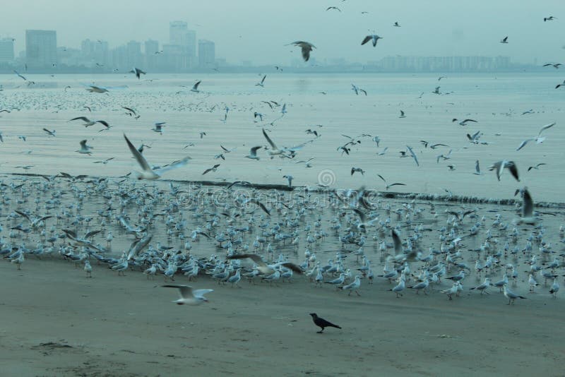 Marin Drive Birds Stock Photos - Free & Royalty-Free Stock Photos from ...