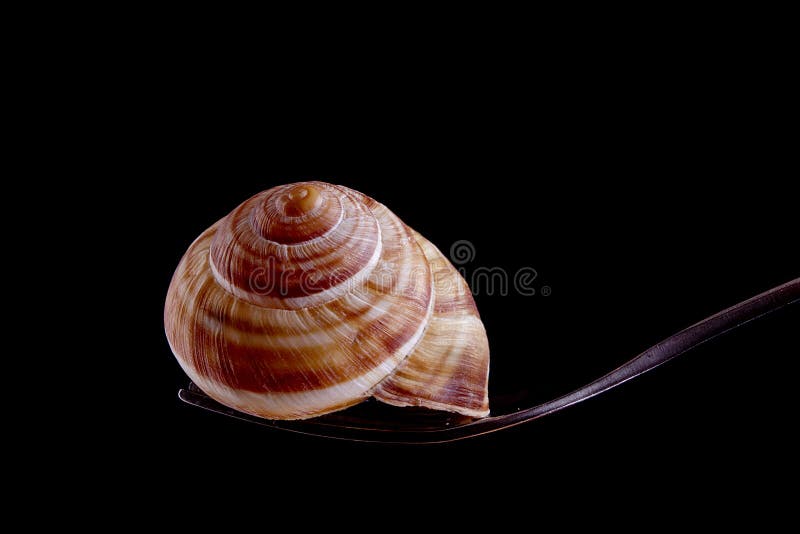 Marinated escargot on fork stock image. Image of lunch - 39195909