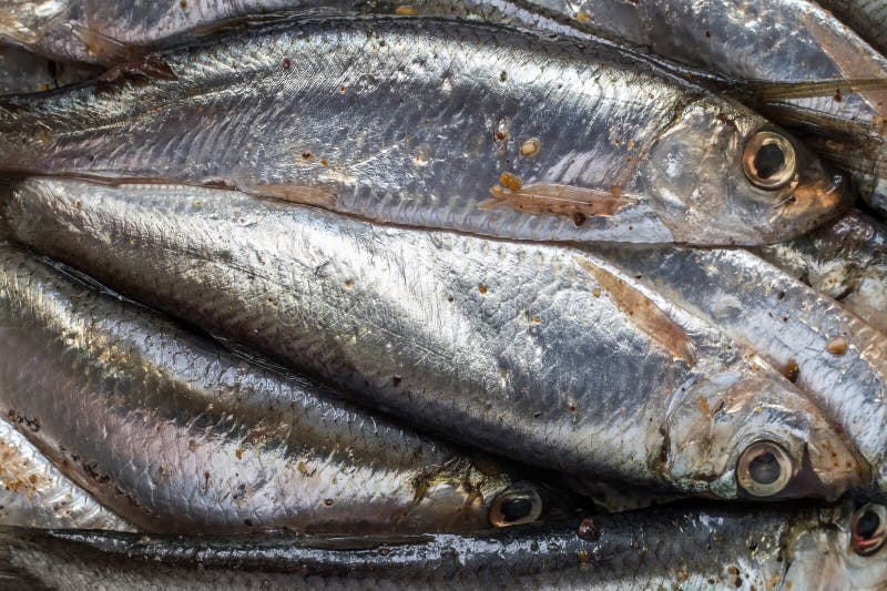 Marinated Sprat Fish Close-up. Stock Photo - Image of fresh, marinated ...