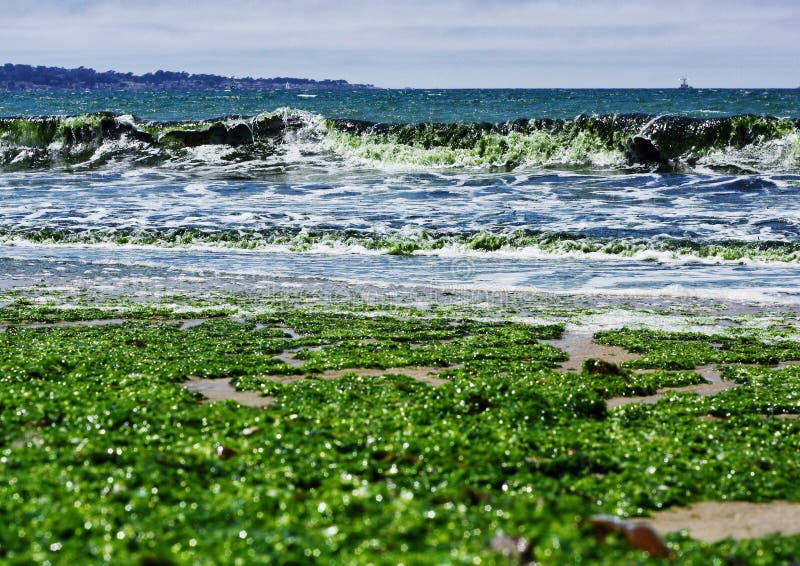 Marine algae in the waves stock photo. Image of washed - 43004352