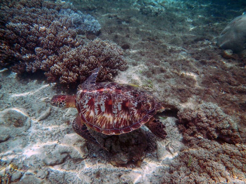 Marine Animal Green Turtle Flying Stock Image - Image of greenturtle ...