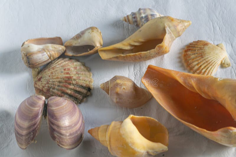 Marine Animals Shell on a White Table Stock Photo - Image of animals ...