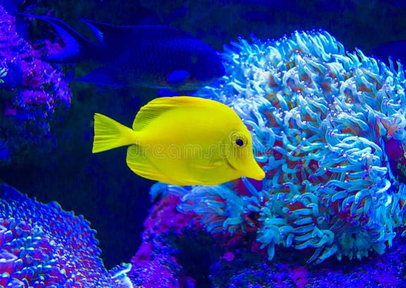 Marine aquarium fish fox stock image. Image of swimming - 47149995