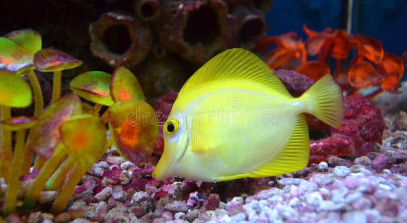Marine aquarium fish fox stock photo. Image of tropical - 40824774