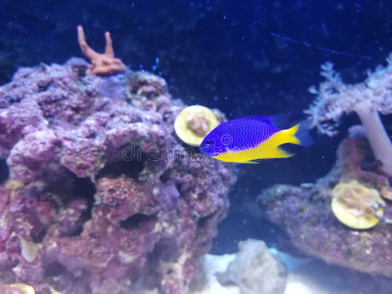 Marine aquarium fish stock image. Image of aquarium - 130591799