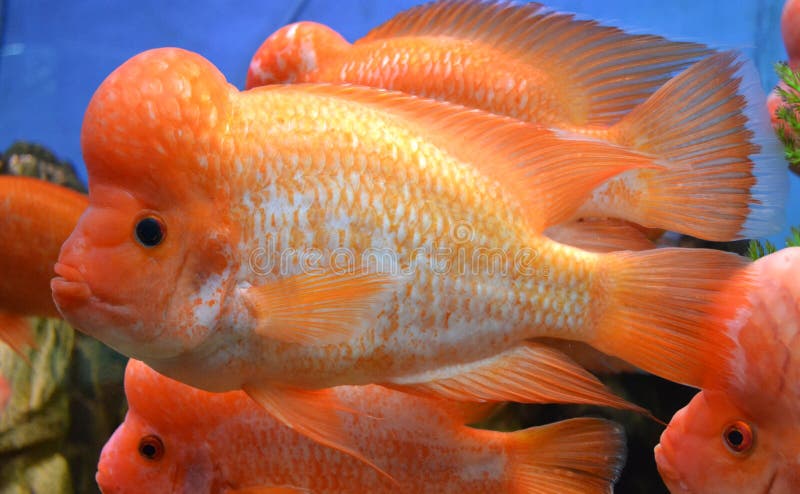 Red oscar fish stock photo. Image of hobby, fishes, fresh - 7348302