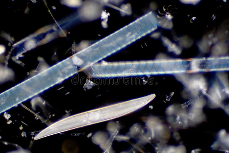 Marine Aquatic Plankton Diatoms Under Microscope View Stock Photo ...