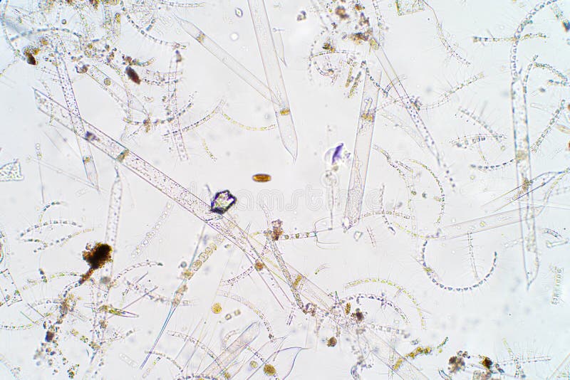 Marine Aquatic Plankton Under Microscope View Stock Image - Image of ...