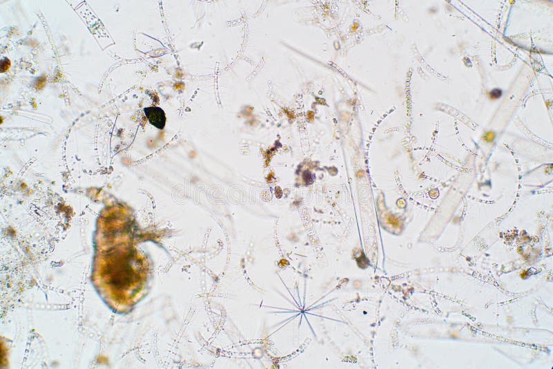 Marine Aquatic Plankton Under Microscope View Stock Image - Image of ...