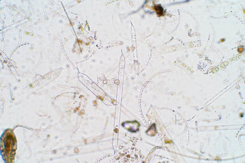 Marine Aquatic Plankton Under Microscope View Stock Image - Image of ...