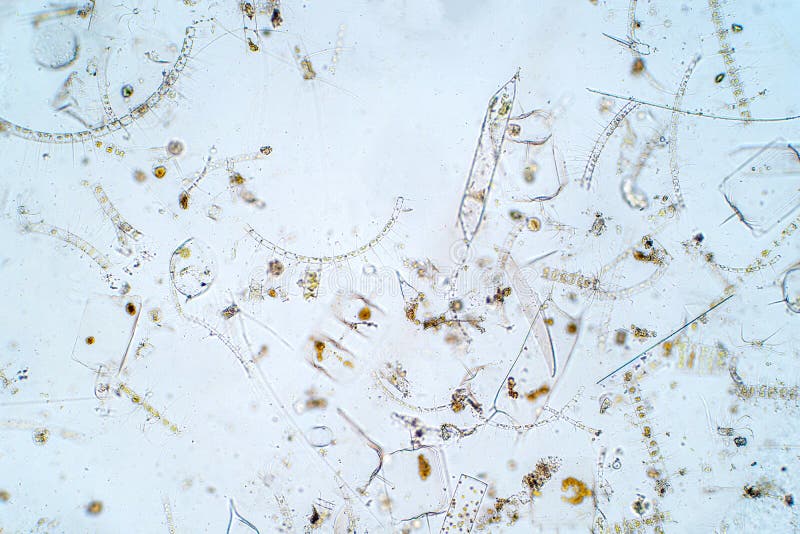 Marine Aquatic Plankton Under Microscope View Stock Image - Image of ...