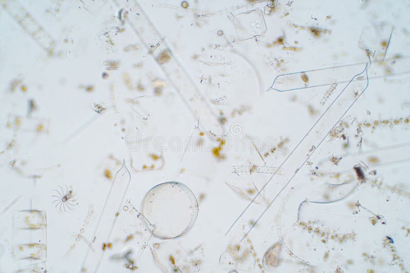 Marine Aquatic Plankton Under Microscope View Stock Image - Image of ...