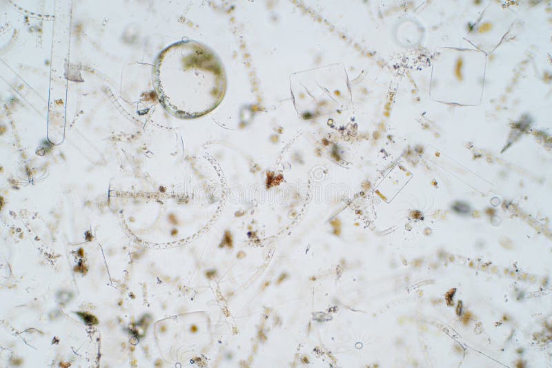 Marine Aquatic Plankton Under Microscope View Stock Photo - Image of ...